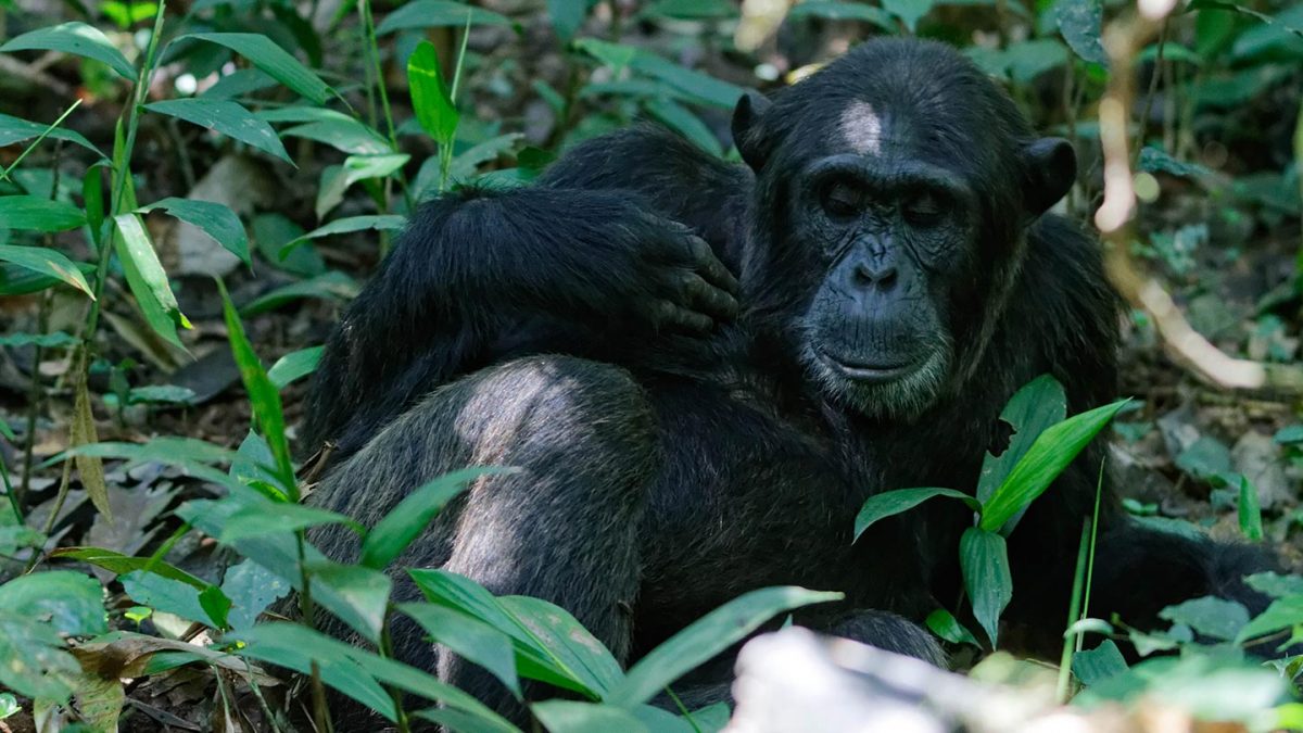 Chimpanzee Tracking | Wave Expeditions Uganda
