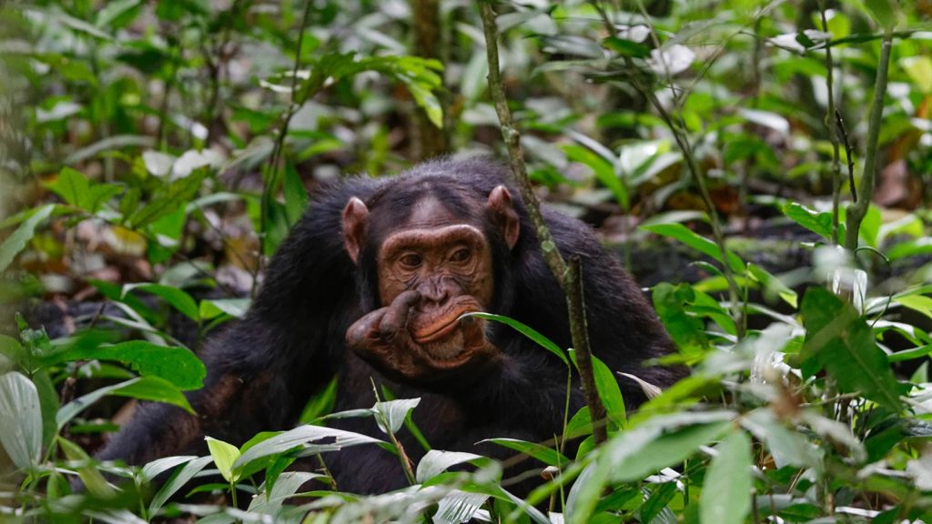 Chimpanzee Tracking | Wave Expeditions Uganda