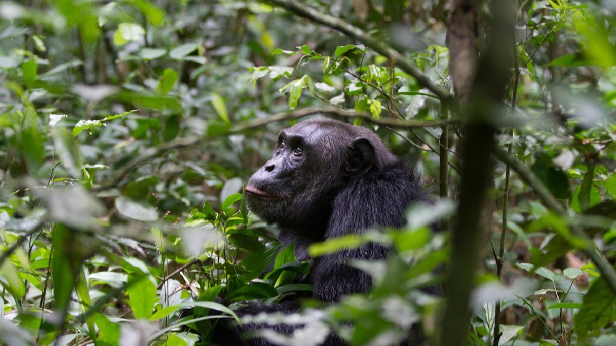 Chimpanzee Tracking | Wave Expeditions Uganda
