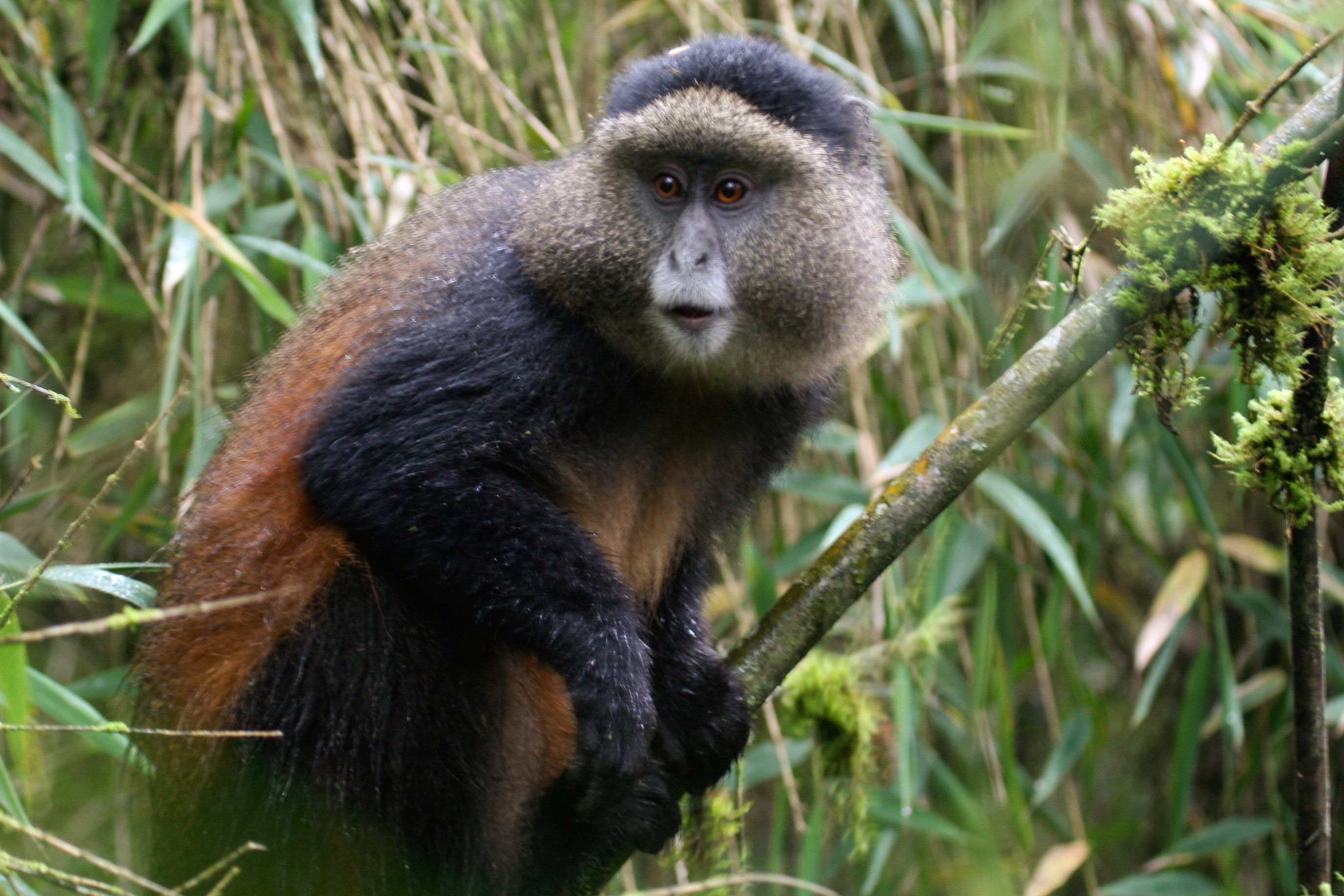 Golden Monkey Tracking in Mgahinga. | Wave Expeditions Uganda
