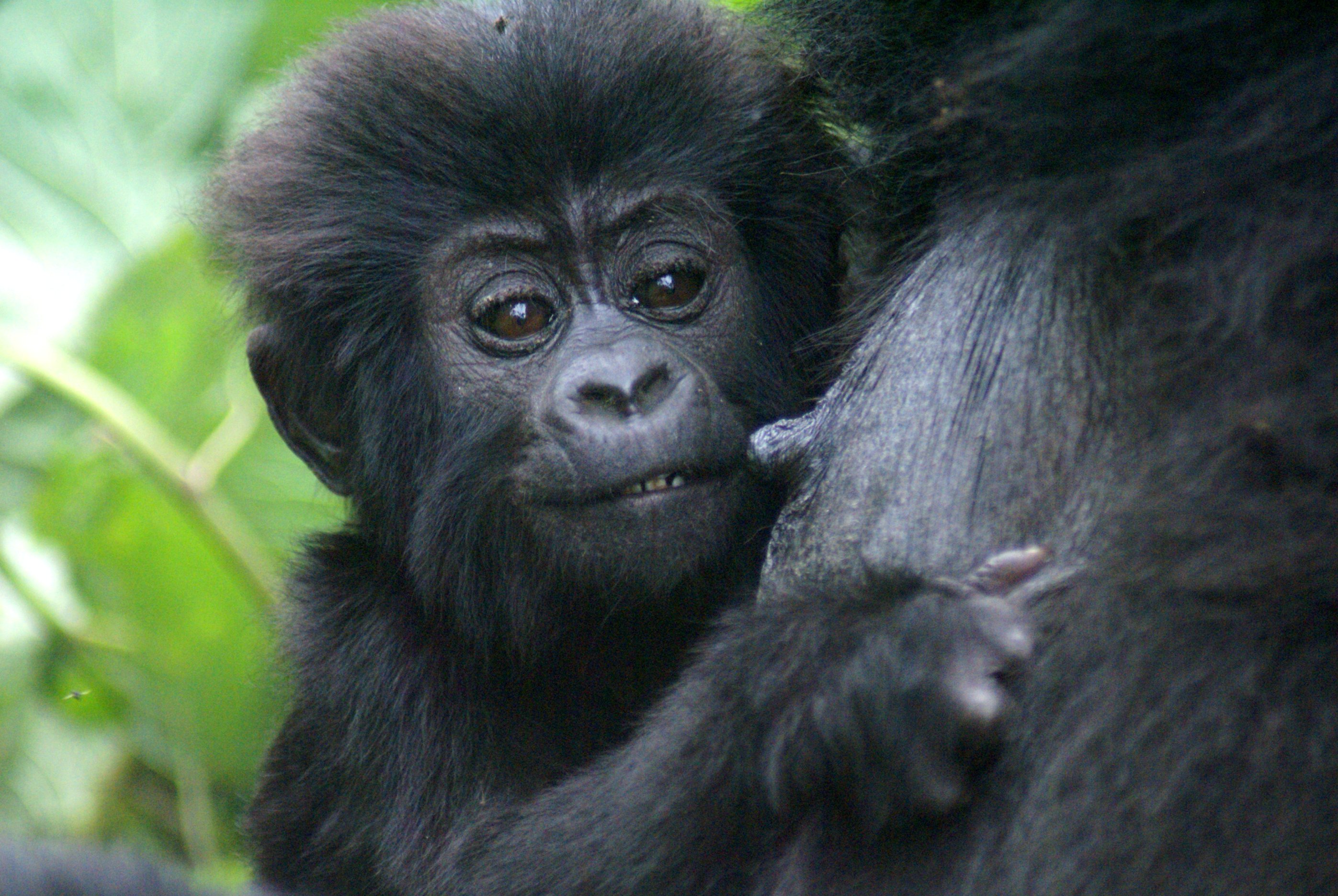 Uganda Gorilla Permit. | Wave Expeditions Uganda